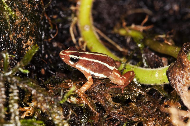 Fantasmal Giftgroda Epipedobater Tricolor Vuxen Groda Från Sydamerika ...