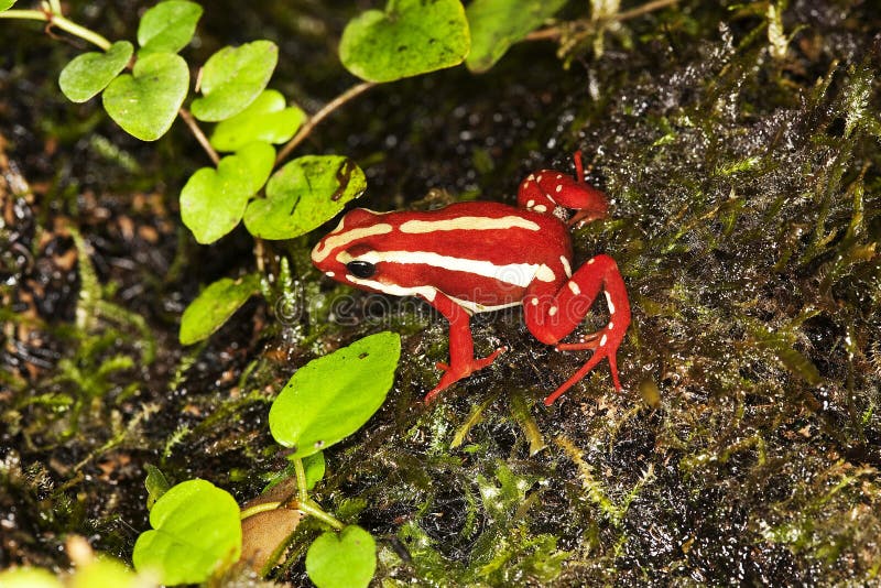 Fantasmal Giftgroda Epipedobater Tricolor Vuxen Groda Från Sydamerika ...