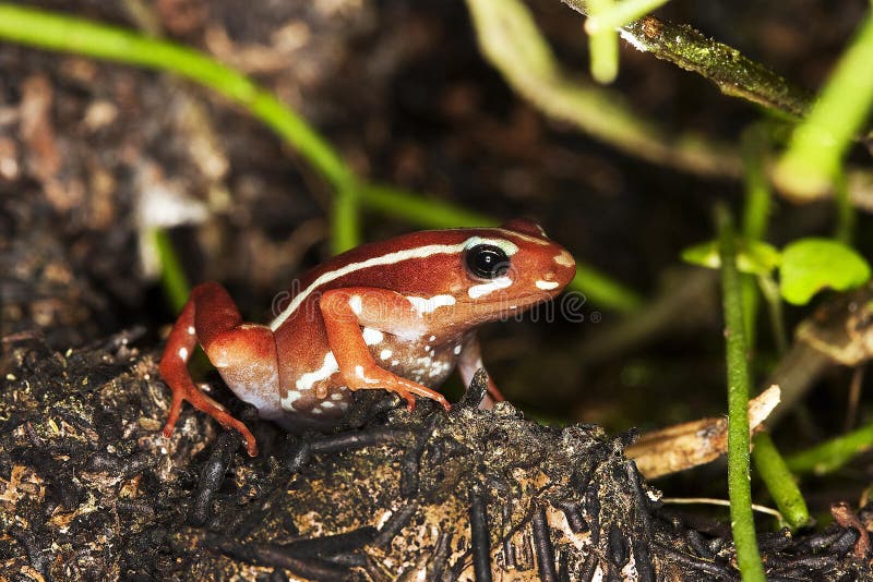 Fantasmal Giftgroda Epipedobater Tricolor Vuxen Groda Från Sydamerika ...
