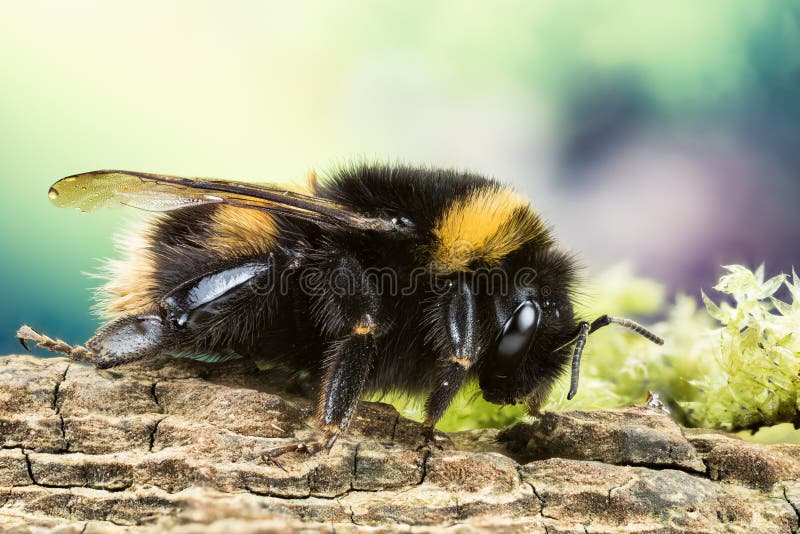 Fantast-tailed Humla, Humla, Dumbledor, Dumbledore Arkivfoto - Bild av ...