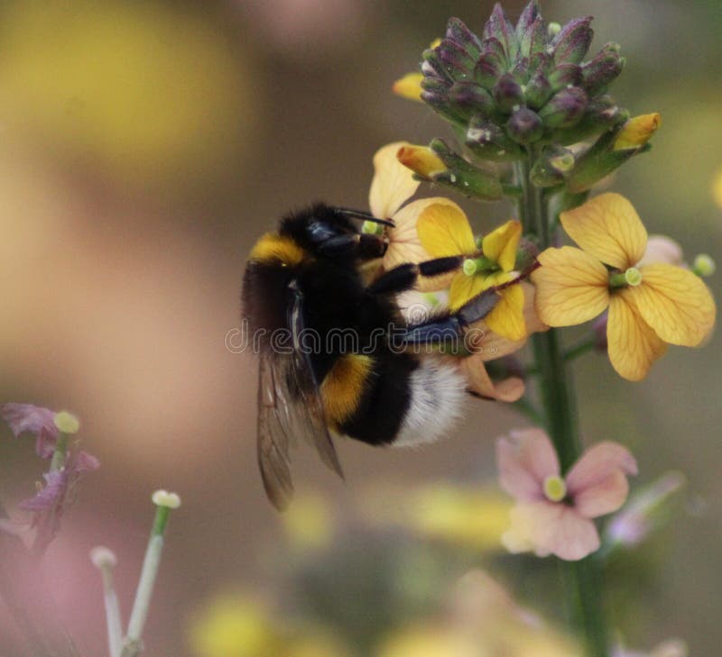 Fantast tailed humla arkivfoto. Bild av detalj, orange - 94141234