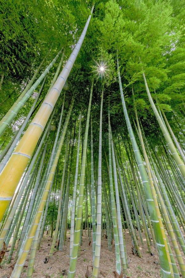 Fantastic Bamboo Forest Trees Standing Tall Stock Image - Image of ...