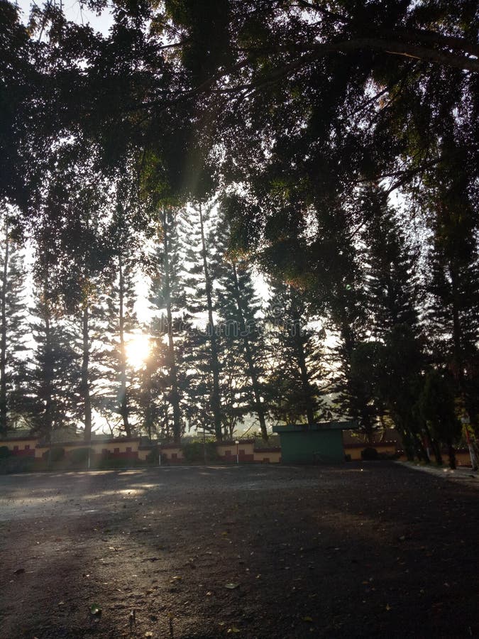 Beautiful High Row Trees by Reflection Light Sunset Stock Image - Image ...