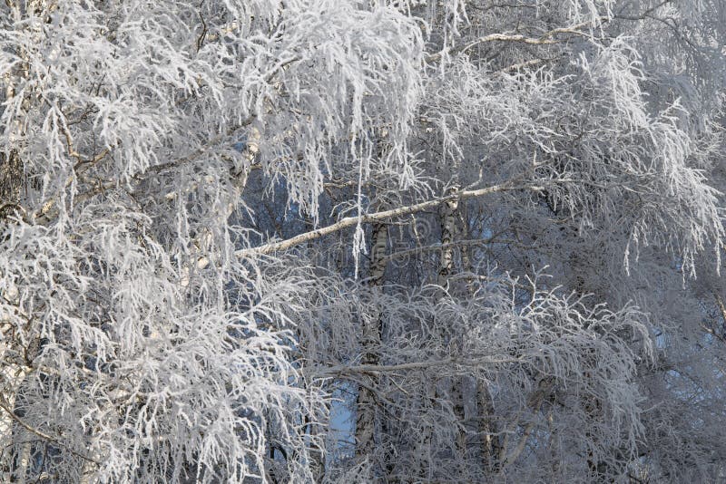 Frost on the Branches of Trees in the Winter Forest. Stock Photo ...