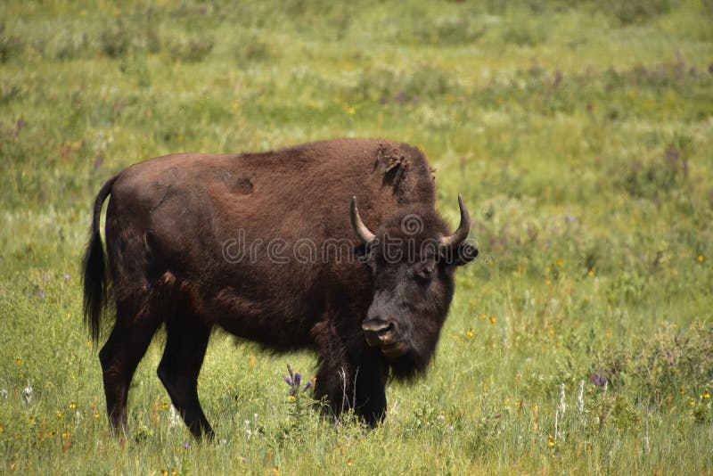 Fantastic Capture of an American Buffalo Looking Back Stock Image ...