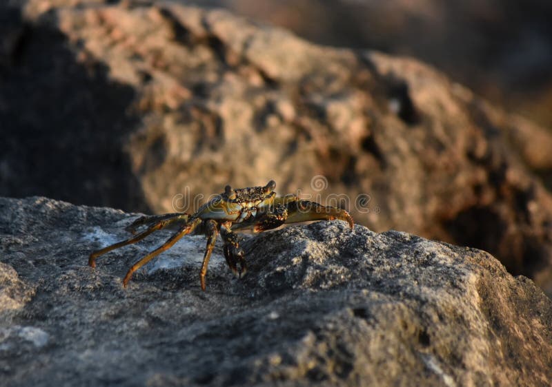 Fantastic Capture of a Soft Shelled Crab on a Rock Stock Photo - Image ...