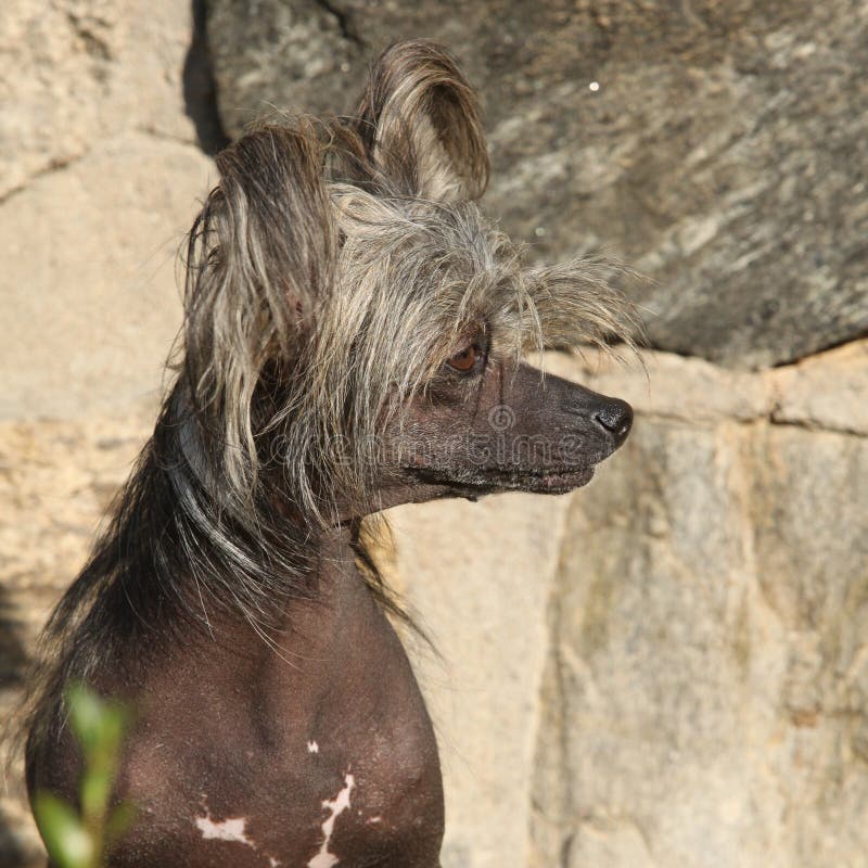 Fantastic Chinese Crested Dog in Front of Wall Stock Image - Image of ...