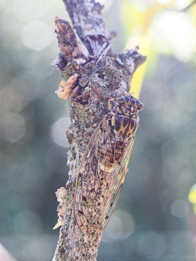 Fantastic cicada stock image. Image of animal, mediterranean - 287391895