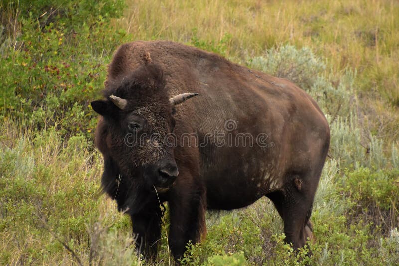 Fantastic Close Up of a Bison with His Head Turned Stock Photo - Image ...