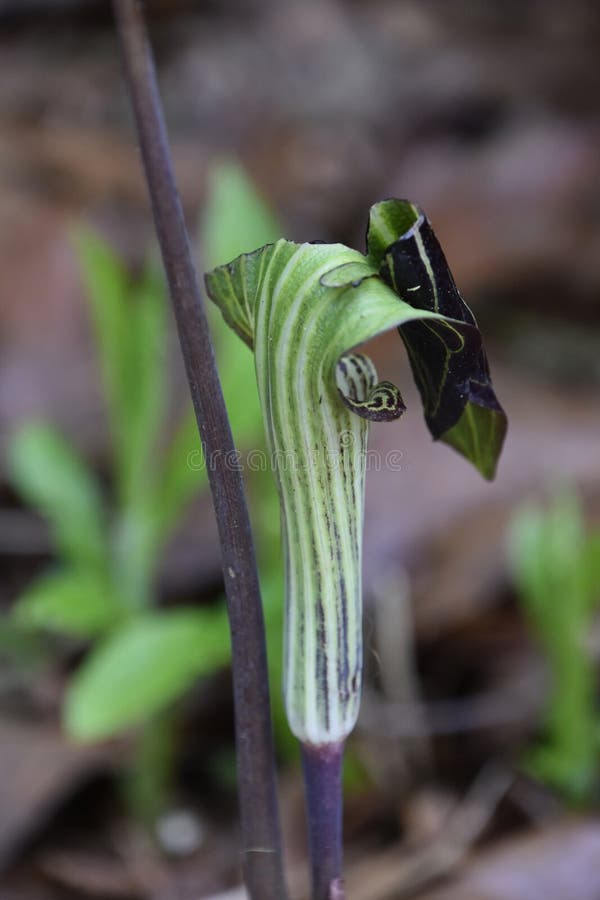 Fantastic Close Up of a Jack in the Pulpit Stock Image - Image of ...