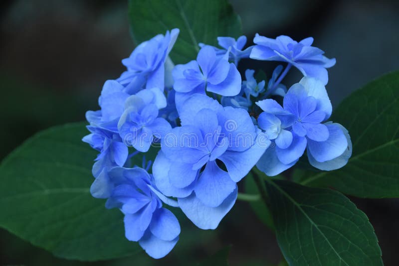 Fantastic Close Up Look at a Light Blue Hydrangea Stock Photo - Image ...