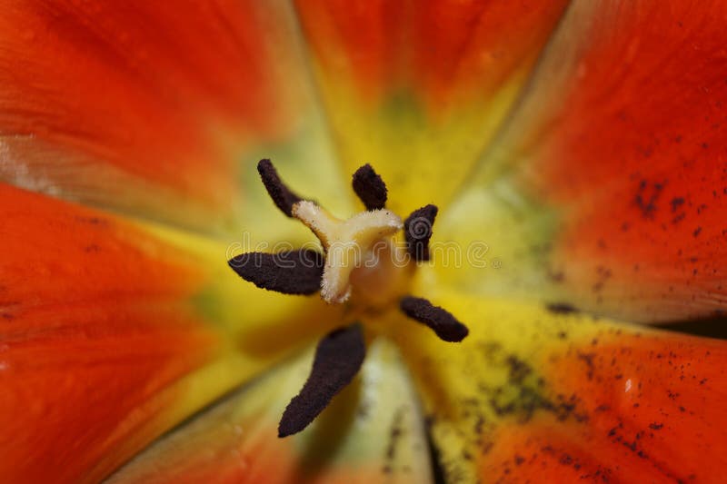 Inside the tulip stock image. Image of field, back, holland - 109286149