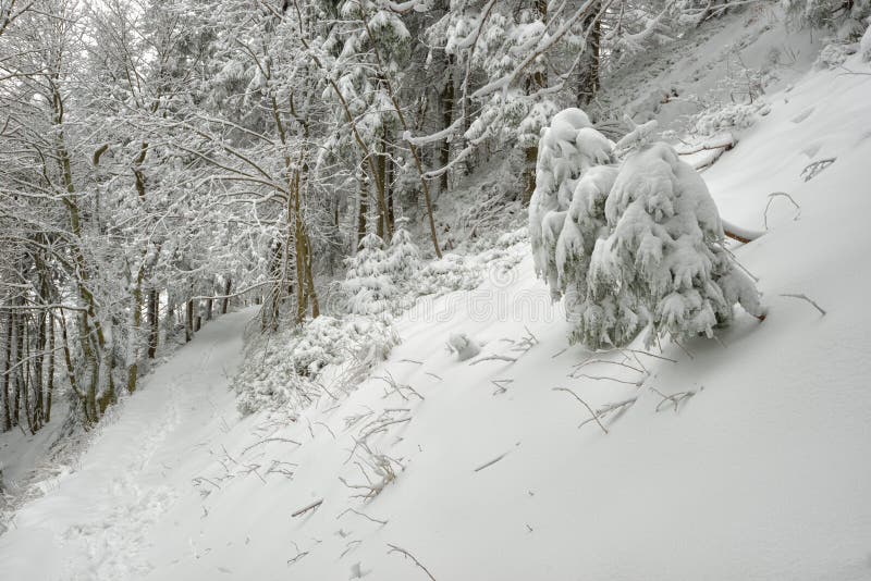 Fantastic Evening Winter Landscape Stock Image - Image of forest ...
