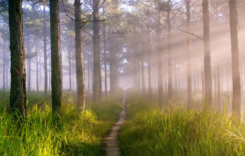 Fantastic Forest with Mist and Sunlight Stock Image - Image of ...