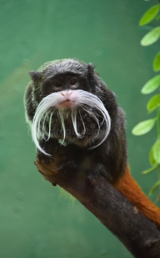 Fantastic Gaze into the Face of an Emperor Tamarin Monkey Stock Photo ...