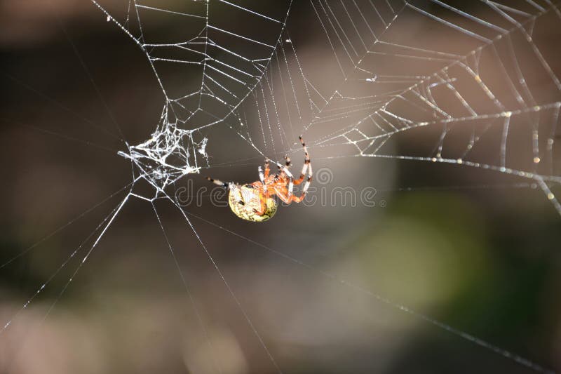 Complex Web with an Orbweaver Spider Stock Image - Image of entomology ...