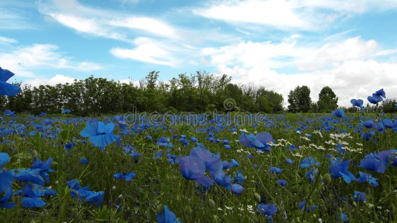 Fantastic Landscape in a Field of Blue Poppies Stock Video - Video of ...