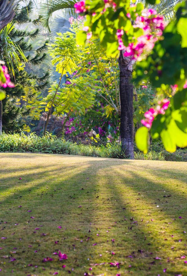 Fantastic Light and Shadow: Nature S Dreamy Stage Stock Image - Image ...