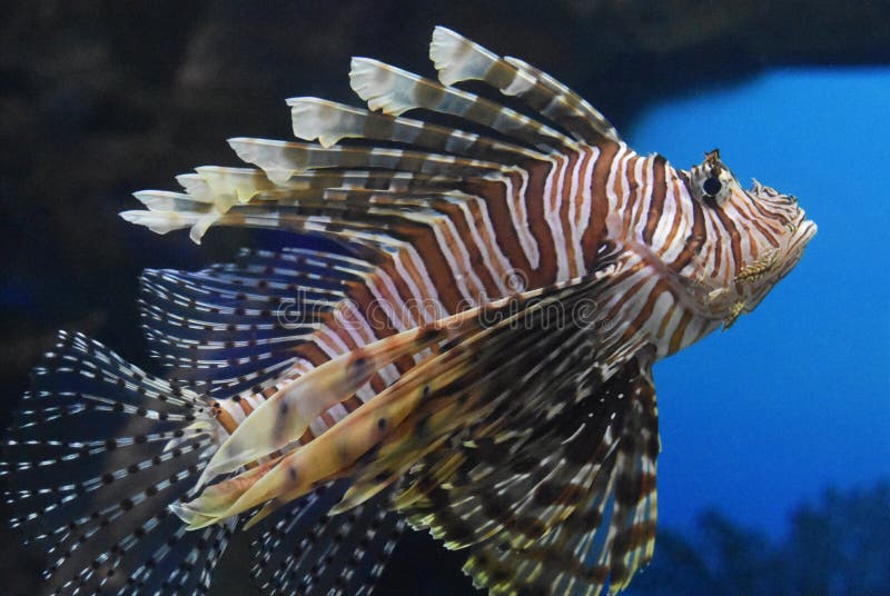 Fantastic Look at a Butterfly Cod in the Deep Blue Sea Stock Image ...