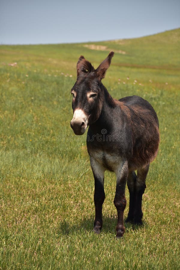Fantastic Look at a Wild Burro in a Field Stock Photo - Image of ...