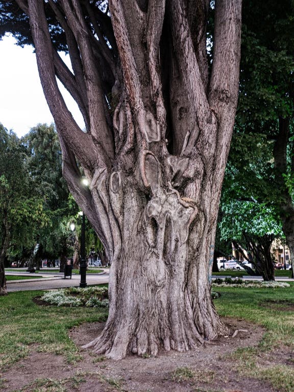Fantastic Natural Shapes of a Tree Branches Stock Photo - Image of wild ...