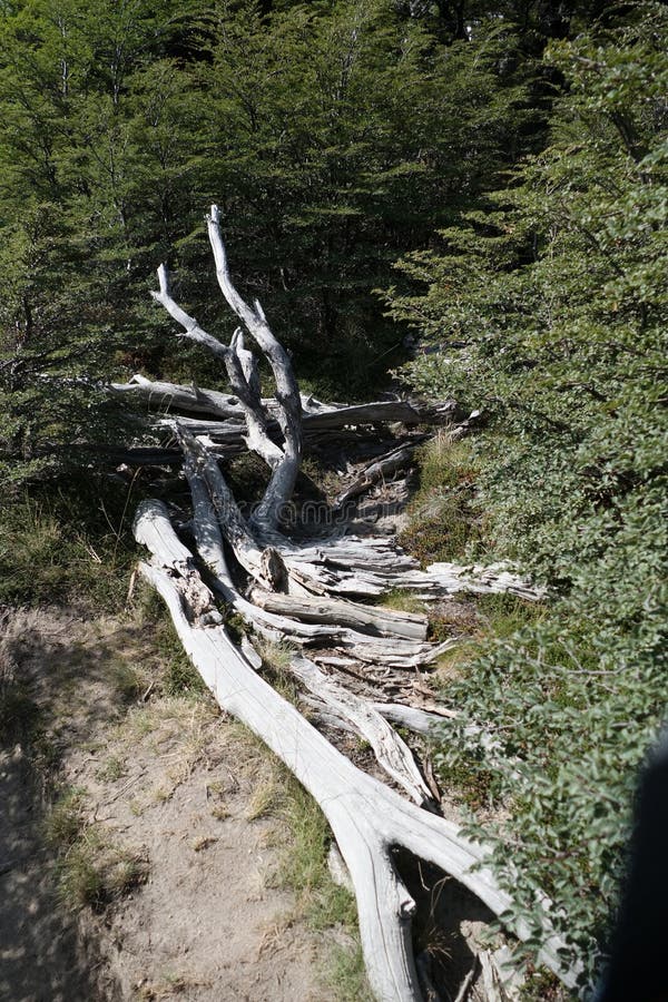 Fantastic Natural Shapes of a Tree Branches Stock Photo - Image of wild ...