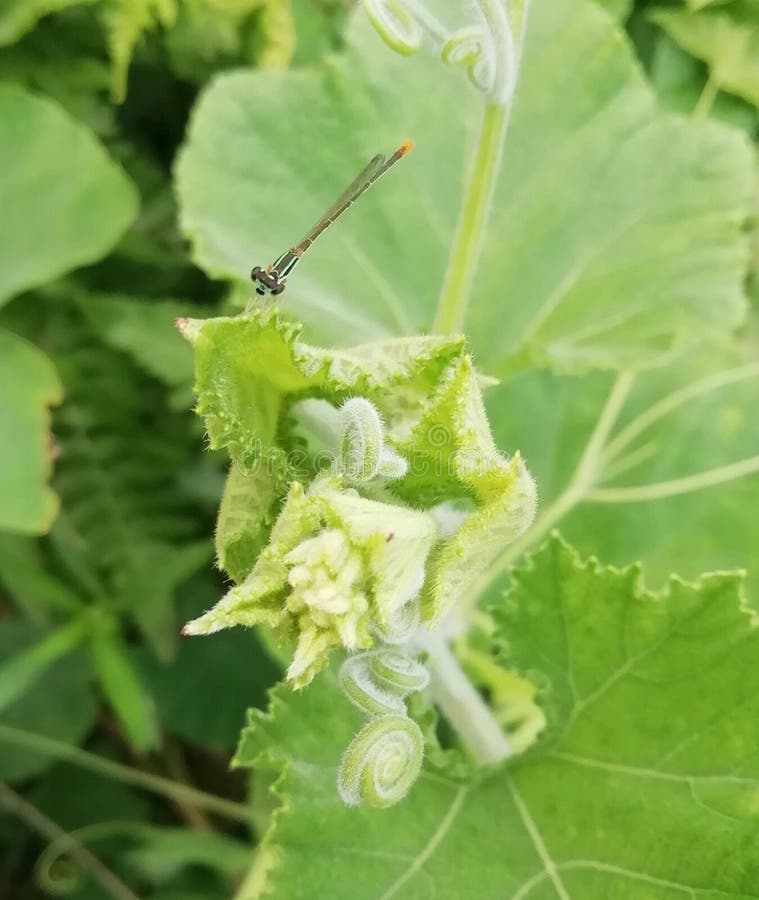 Super stock photo. Image of fantastic, super, nice, fine - 153486008