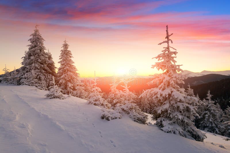 Dramatic Wintry Scene with Snowy Trees. Stock Photo - Image of sunrise ...