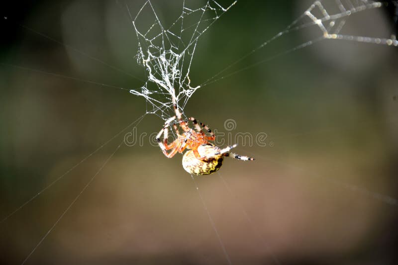 Marbled Orb Weaver Spider in an Intricate Web Stock Image - Image of ...