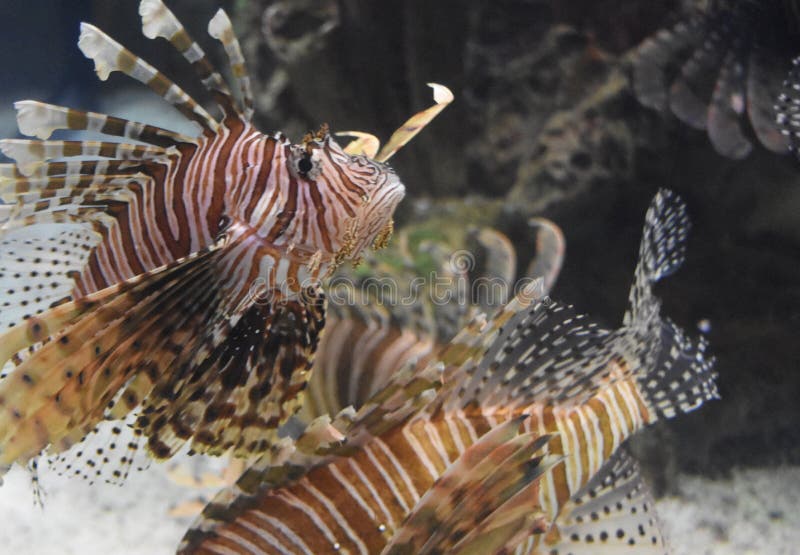 Fantastic Pair of Firefish Swimming in Saltwater Stock Image - Image of ...