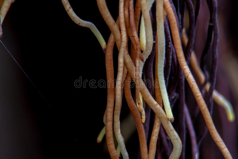 Fantastic Root System on the Tree Trunk Stock Image - Image of deep ...
