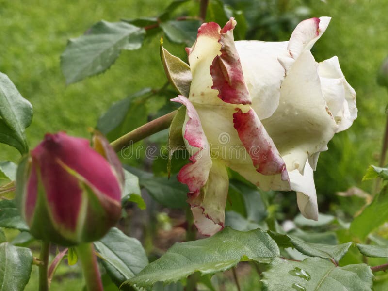 Beautiful white red rose stock photo. Image of natural - 138857890