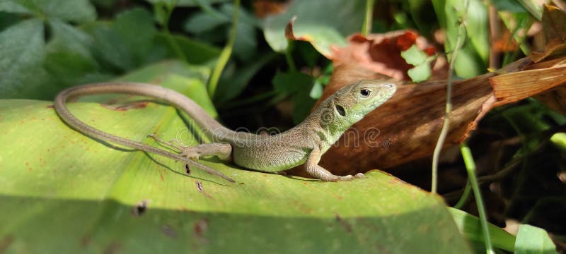 Fantastic Small Reptile on the Leaf Green Stock Image - Image of green ...