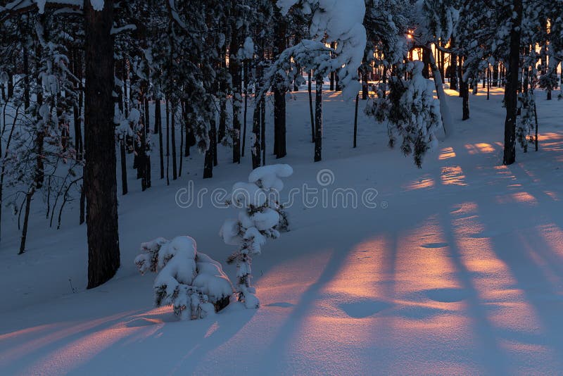 Fantastic Sunset Colors in a Winter Forest. Long Shadows from the Trees ...