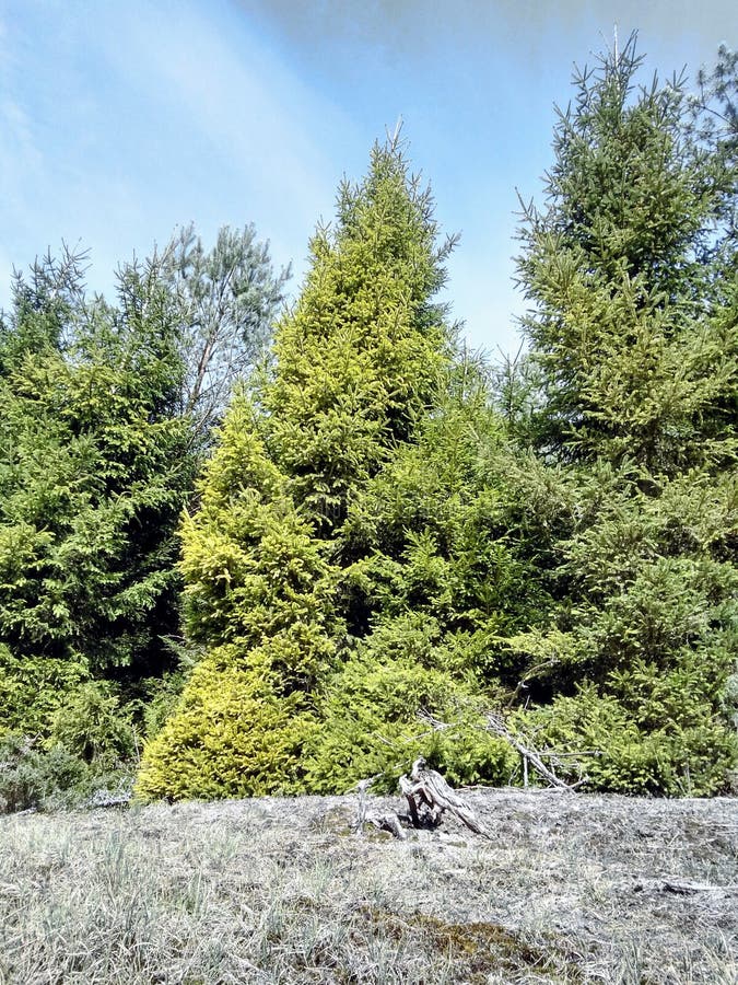 Fantastic tree in the sky stock photo. Image of tree - 146471480