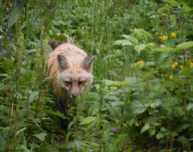Fantastic True Fox Prowling through Under Brush Stock Image - Image of ...