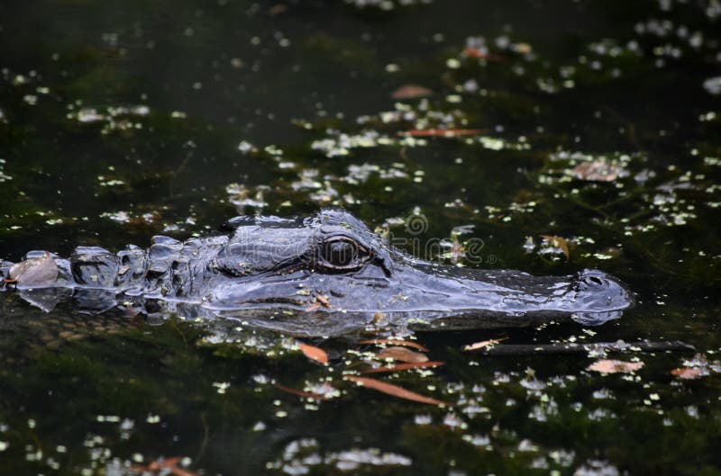 Fantastic Up Close Look at a Gator Stock Photo - Image of alligator ...