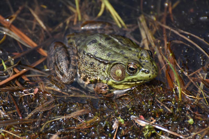 Fantastic Up Close Look at a Large Frog in a Marsh Stock Photo - Image ...