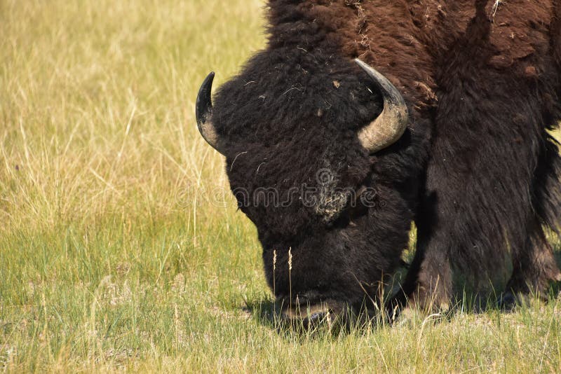 Fantastic Up Close with a Wooly Bison Stock Photo - Image of grazing ...