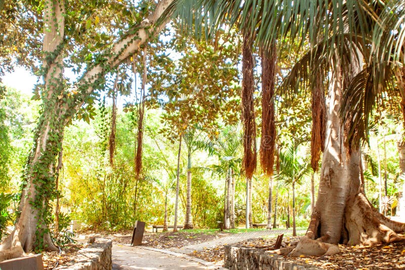 Hanging roots of tree stock image. Image of nthis, beautiful - 147567615