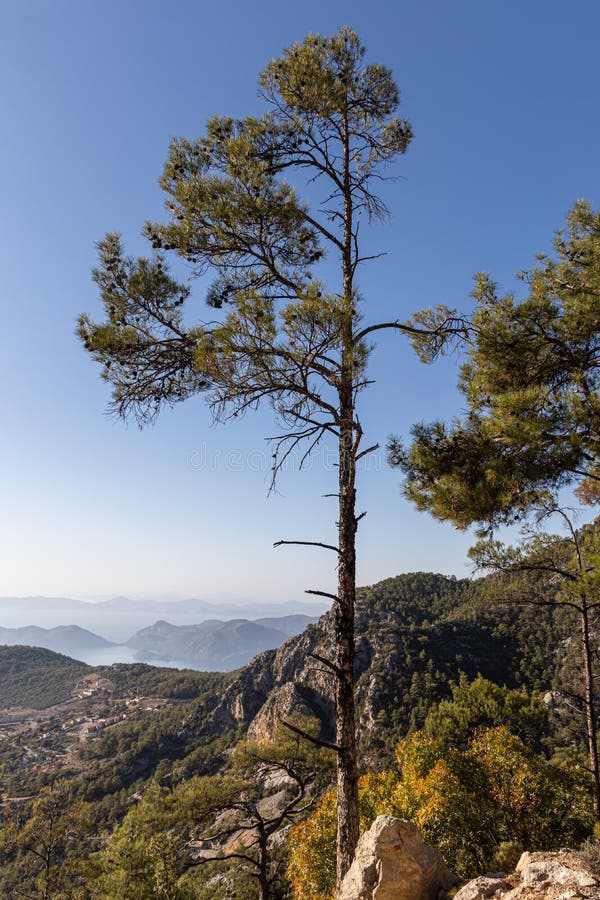 Fantastic View Opens from the Cliffs To the Fiord and Sea with Pine ...