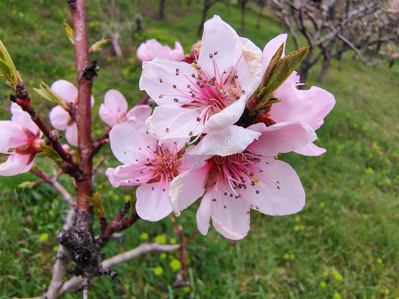 Fantastic View of the Peach Flower Stock Image - Image of view ...