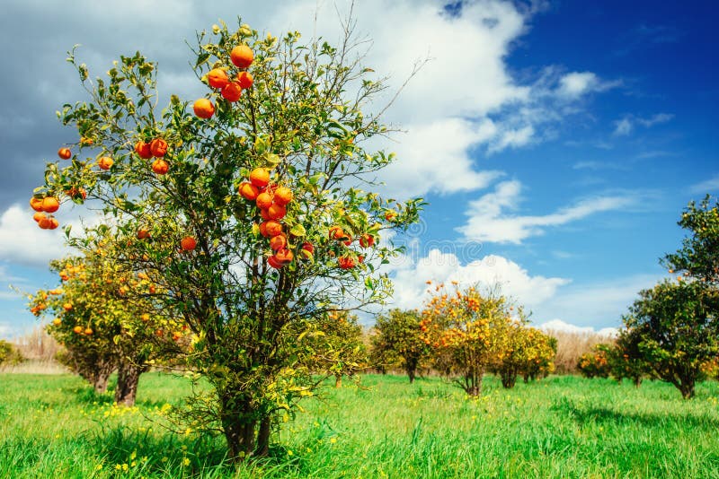 Fantastic Views of the Beautiful Orange Trees in Italy. Stock Photo ...