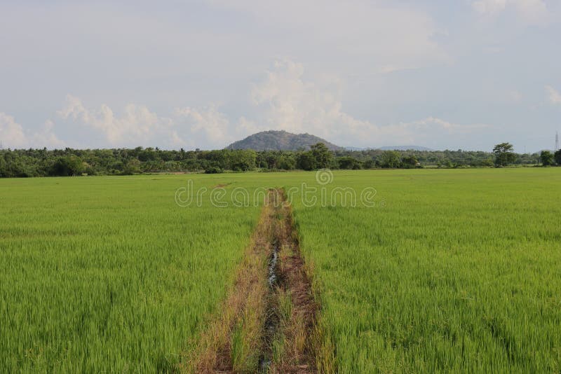 Fantastic Walk Path in Paddy Field Stock Photo - Image of pasture, farm ...