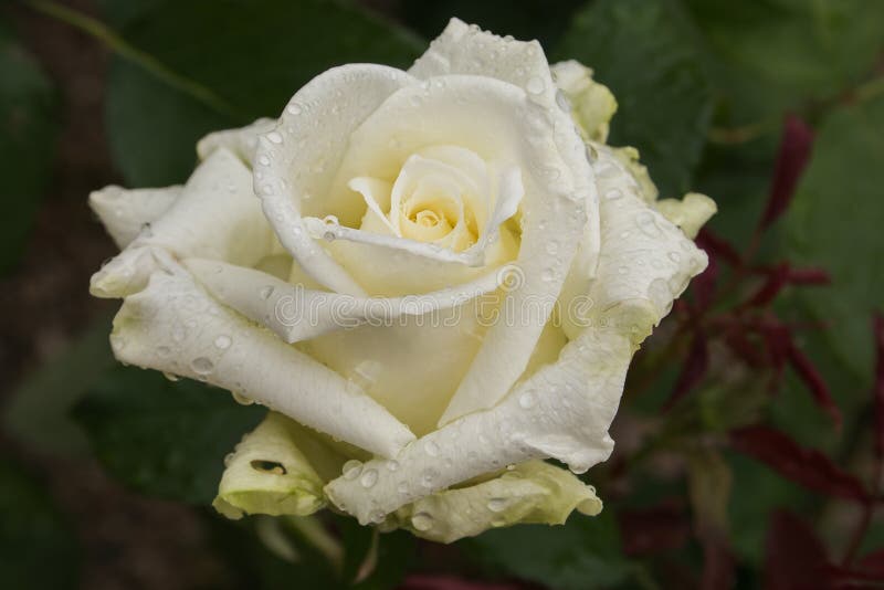 Fantastic White Rose with Raindrops in the Garden Stock Photo - Image ...