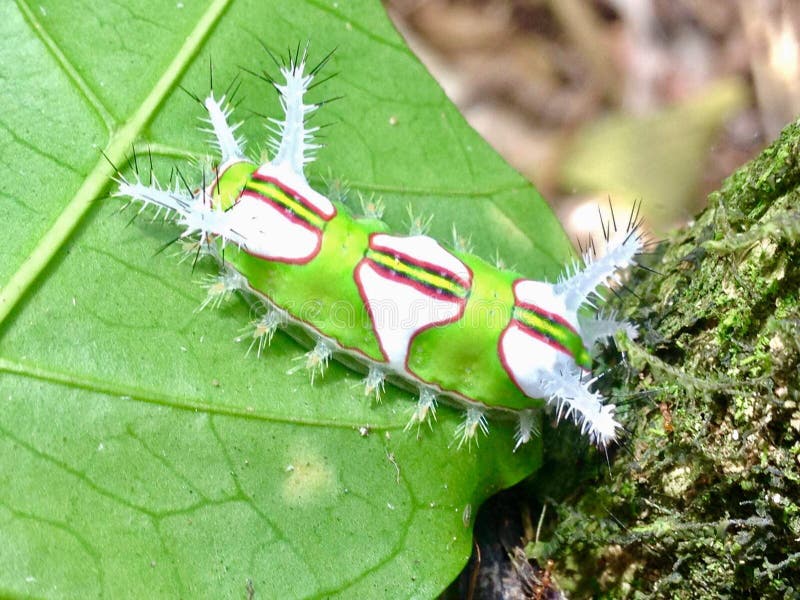 Coffee Worm. stock photo. Image of tree, farm, coffeefarm - 56019652