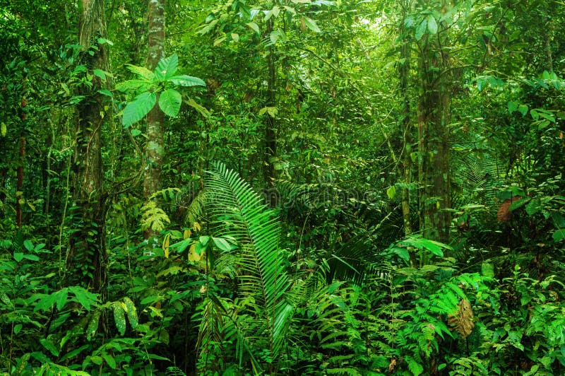 274,650 Tropisk Regnskog Stock Photos - Free & Royalty-Free Stock Foton ...