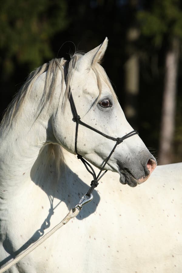 Fantastisk Vit Lipizzaner Som Kråma Sig I Vår Fotografering för ...