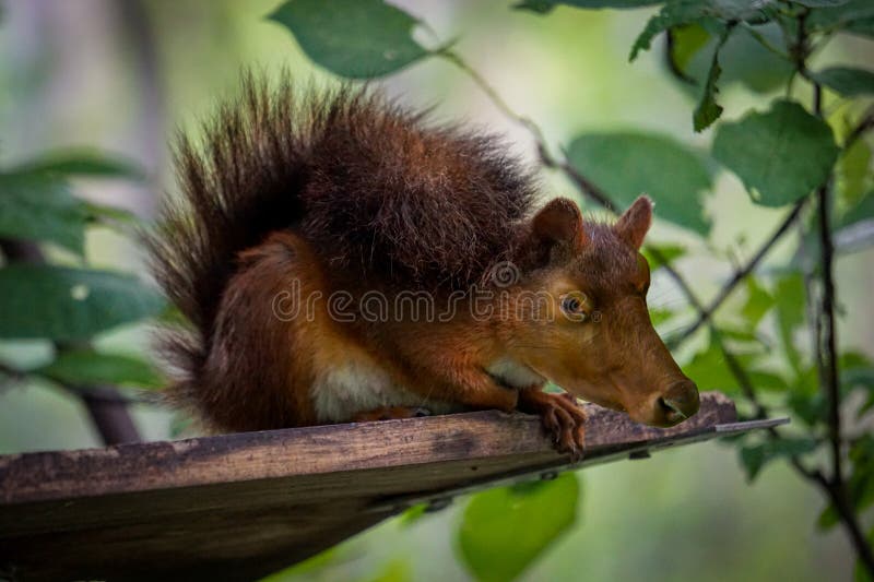 A Fantasy Animal that is a Mixture of Squirrel and Cow Stock ...