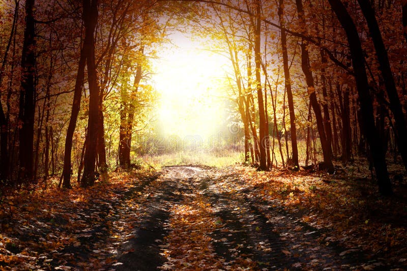 Fantasy Background . Magic Forest with Road Stock Image - Image of ...